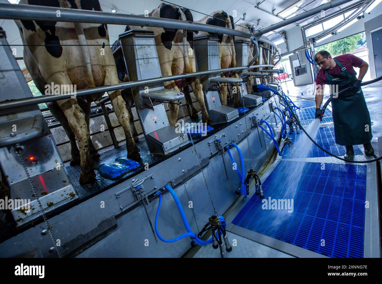 Hohen Luckow, Germany. 31st July, 2024. The modern milking carousel at ...