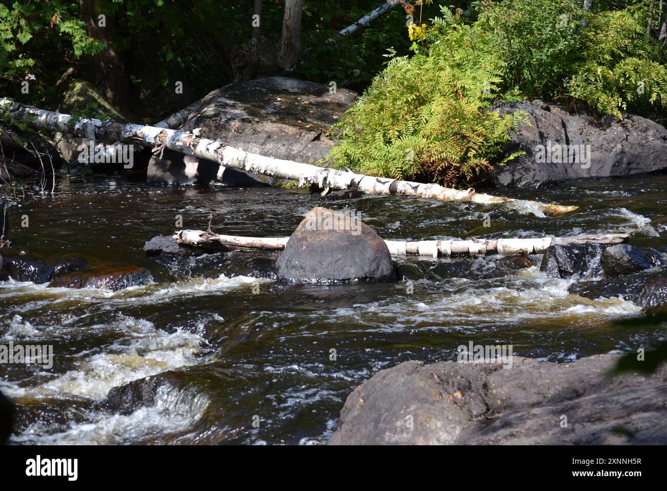 River birch hi-res stock photography and images - Alamy