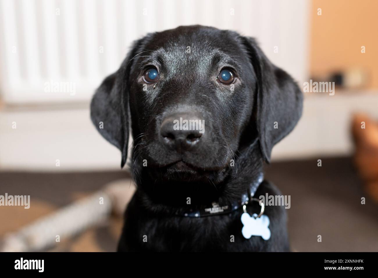Cute portrait of an 8 week old black Labrador looking at the camera ...