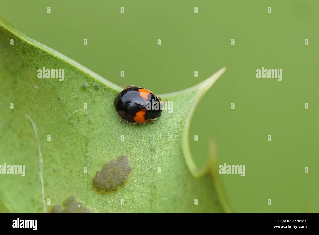 Adalia decempunctata variation bipustulata, the ten-spotted ladybird ...
