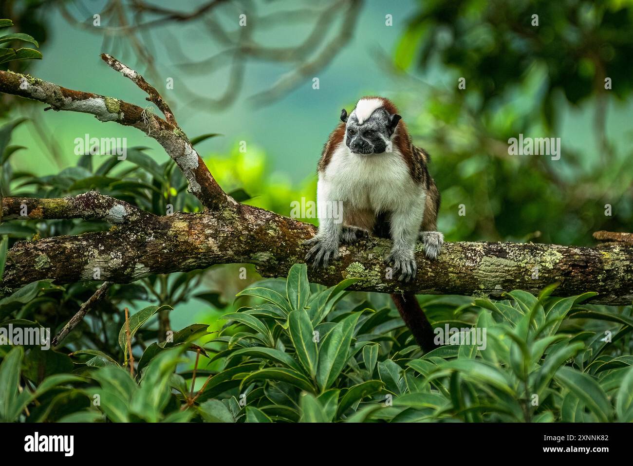 Geoffroy's tamarin (Saguinus geoffroyi), also known as the Panamanian ...