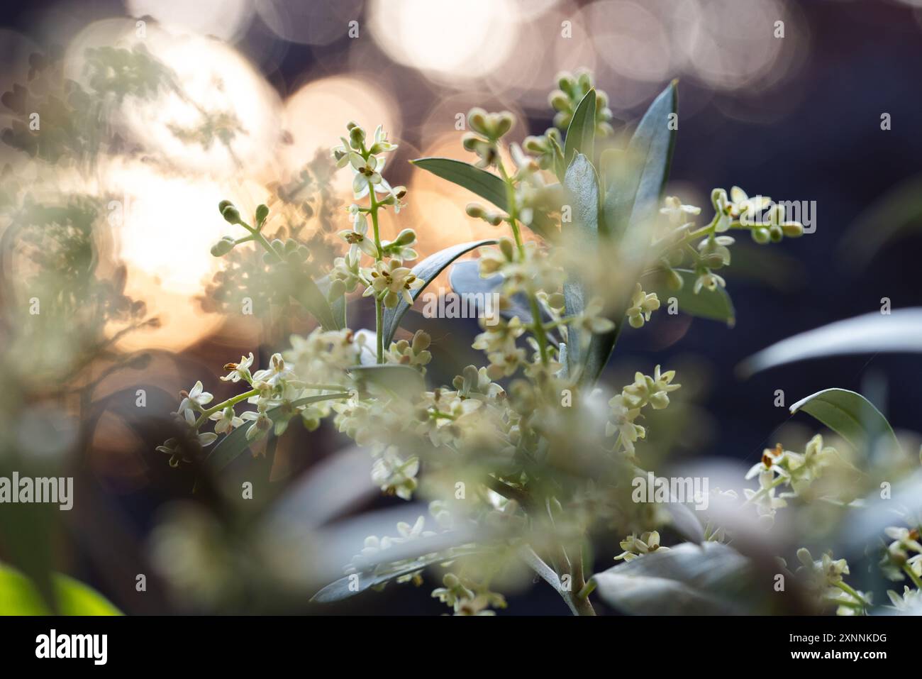 Flowering olive tree branches with buds and flowers. Olive blossoms ...