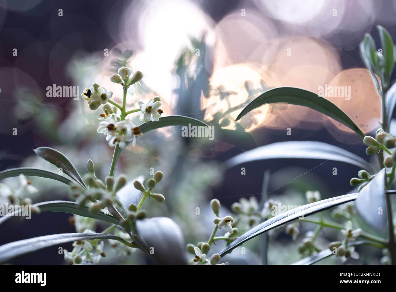 Flowering olive tree branches with buds and flowers. Olive blossoms ...
