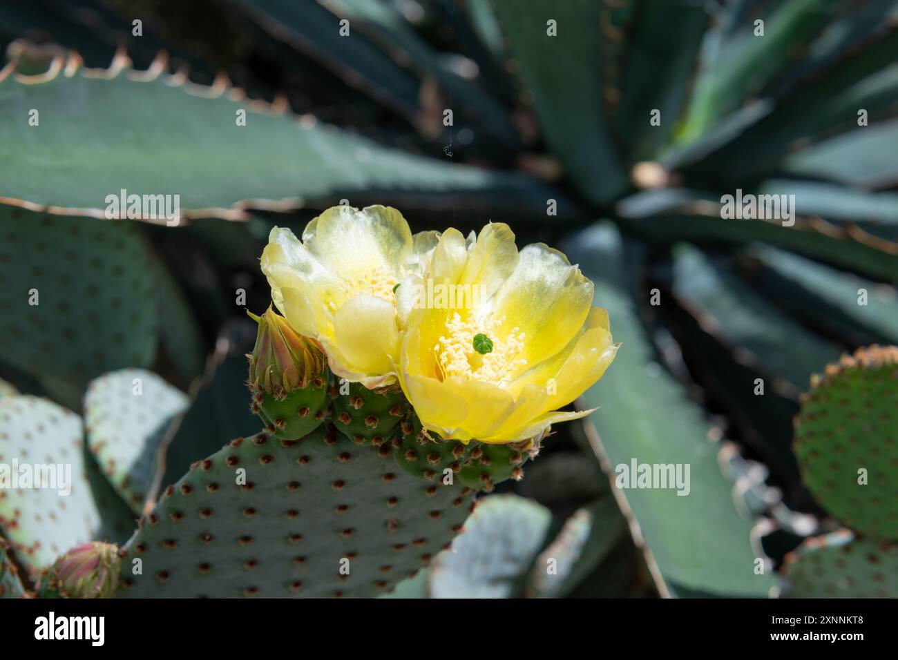 Opuntia robusta cactaceae cactus hi-res stock photography and images ...