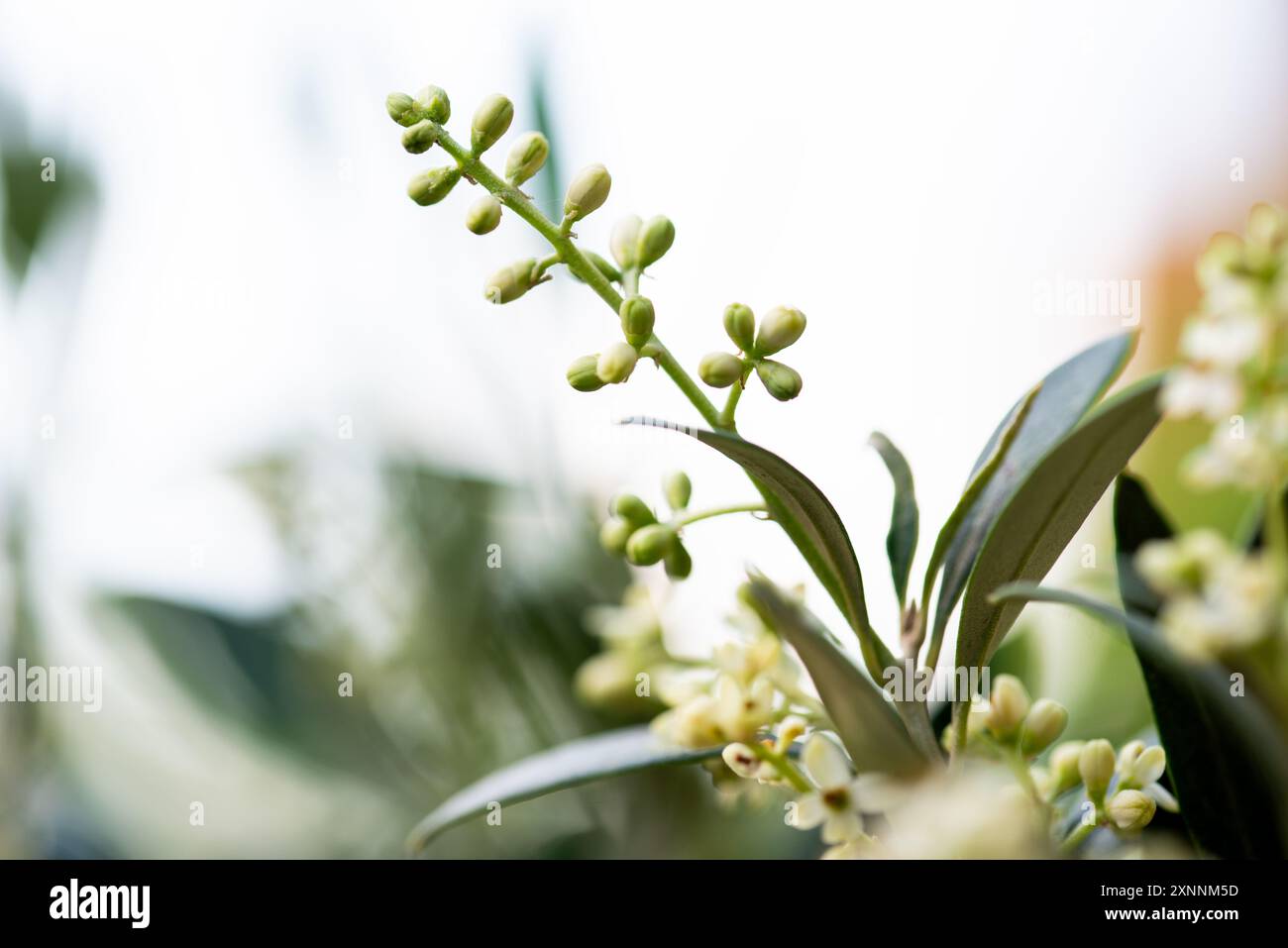 Flowering olive tree branches with buds and flowers. Olive blossoms ...