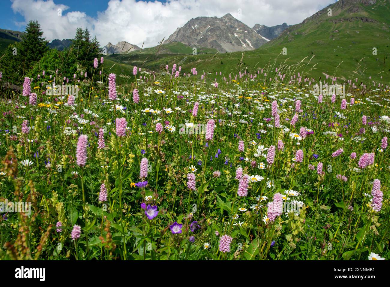 Faszinierende Artenvielfalt auf der Bündner Alp Flix, ein Hotspot der ...