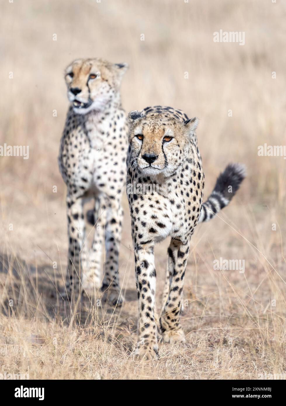 Acinonyx behavior hi-res stock photography and images - Alamy