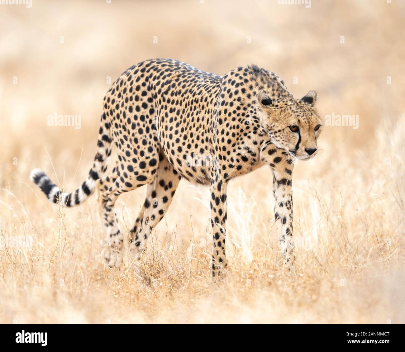Cheetah adaptation hi-res stock photography and images - Alamy