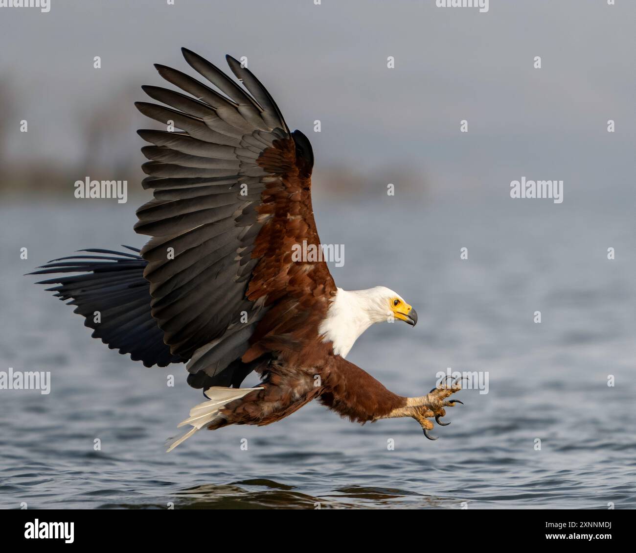 Large white wetland bird hi-res stock photography and images - Alamy