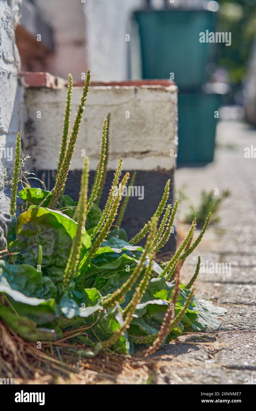 An urban weed groiwng among paving slabs Stock Photo - Alamy