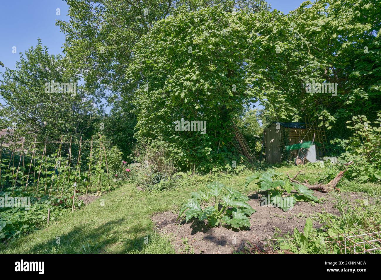 A Forest Garden with trees, shrubs and vegetables in the UK Stock Photo ...