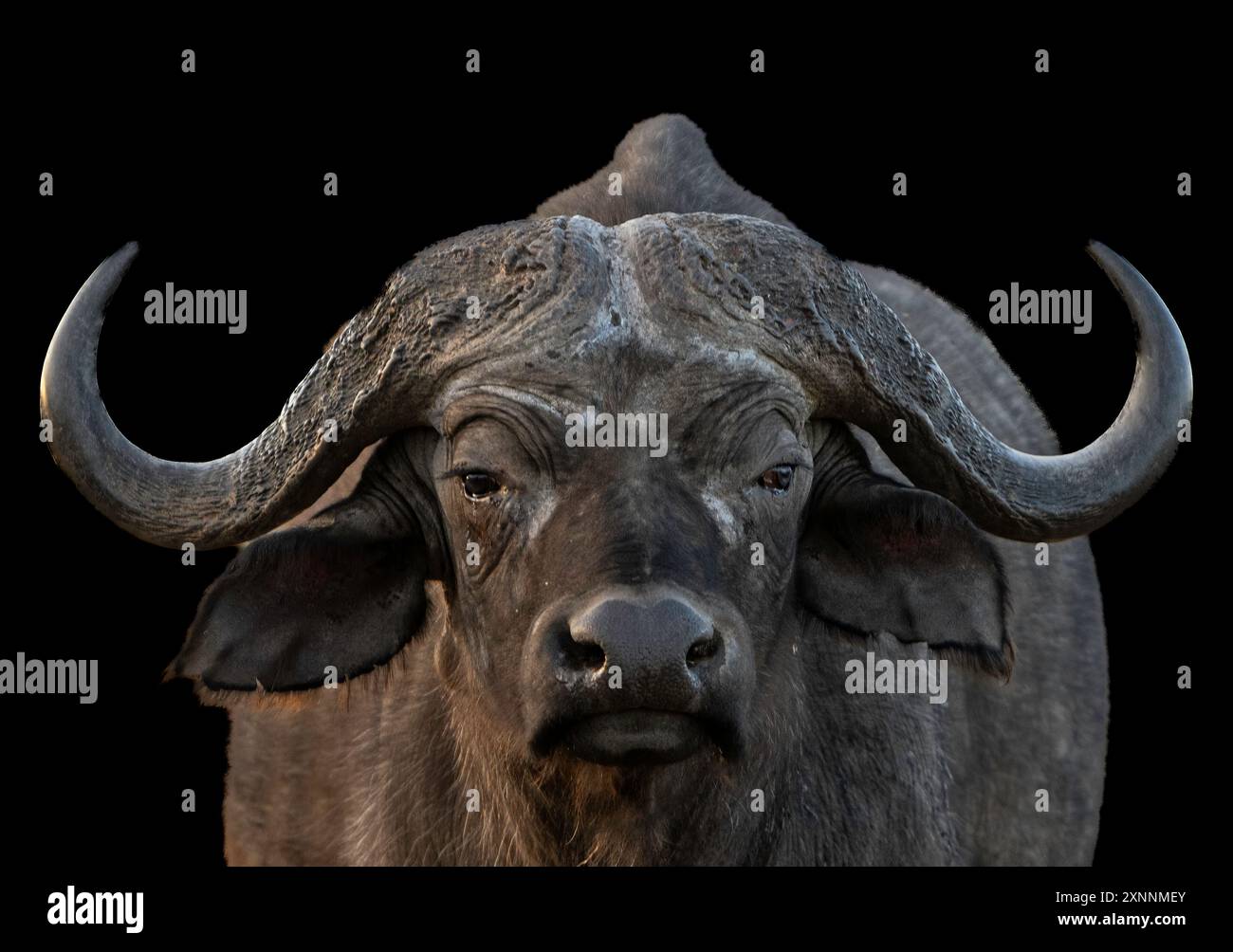 The African buffalo (Syncerus caffer) is a large sub-Saharan African ...
