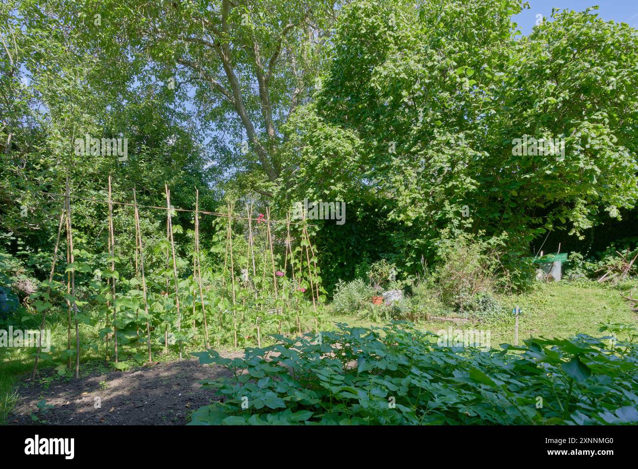 A Forest Garden with trees, shrubs and vegetables in the UK Stock Photo ...