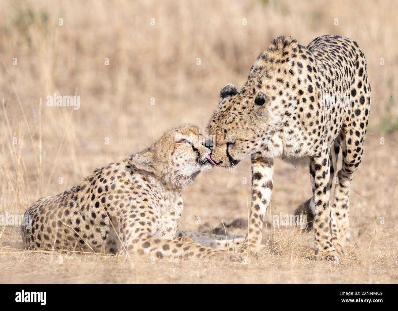 Acinonyx behavior hi-res stock photography and images - Alamy