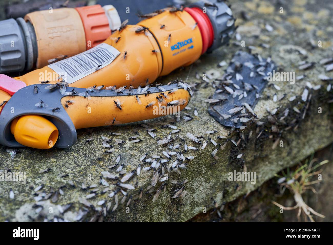 Swarming black garden ants hi-res stock photography and images - Alamy