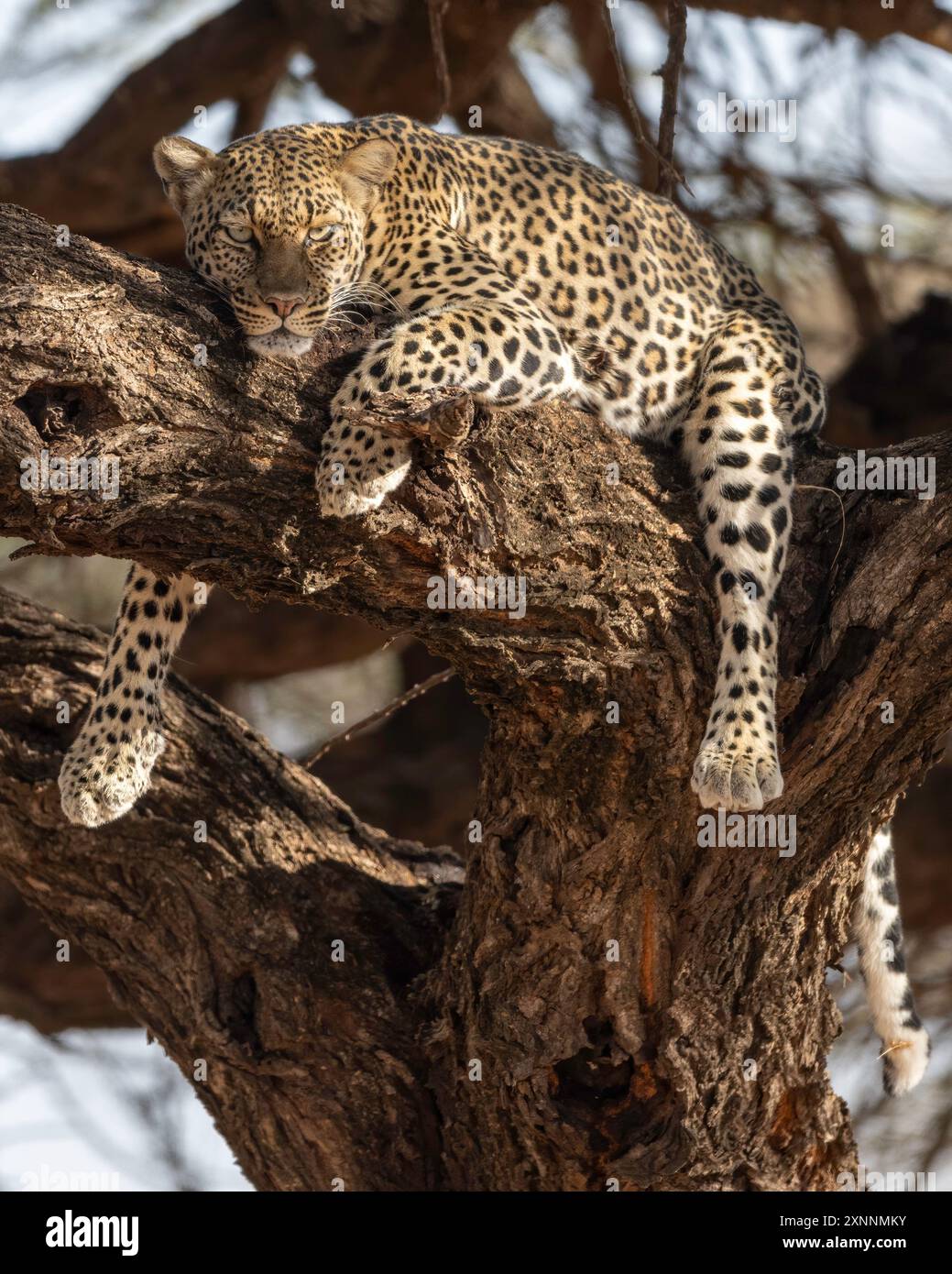 Leopard resting in a tree (Panthera pardus), Samburu Game Reserve ...