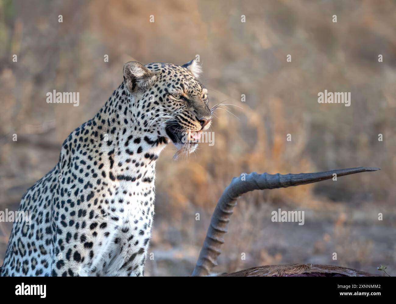 Leopard at kill (Panthera pardus), Samburu Game Reserve, Kenya, Africa ...