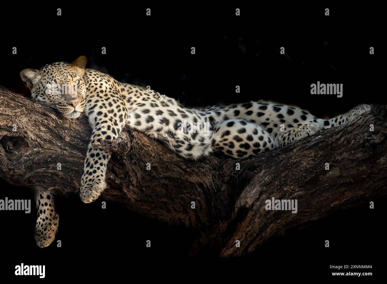 Leopard resting in a tree (Panthera pardus), Samburu Game Reserve ...