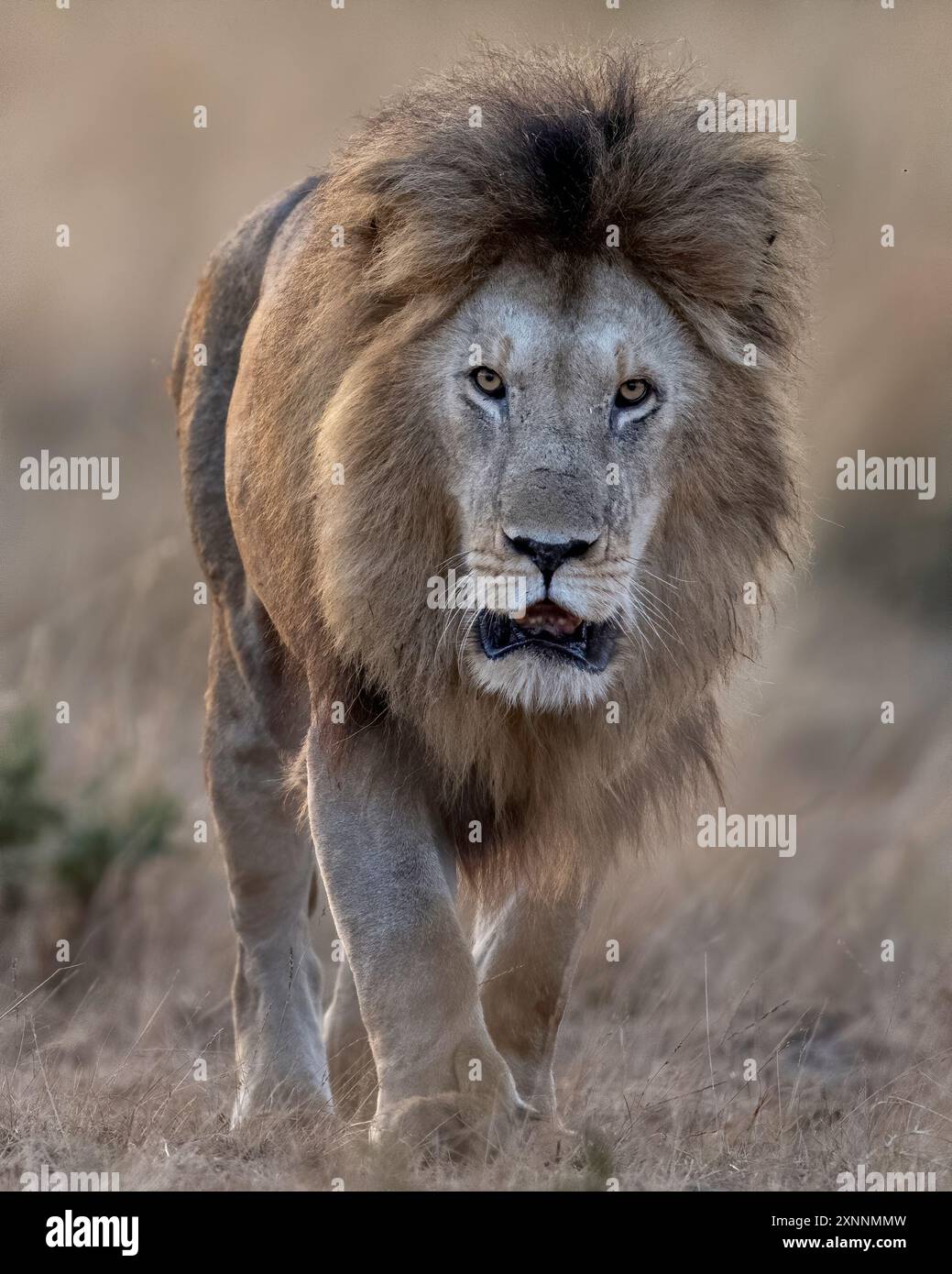 Male Lion (Panthera leo), is a large cat of the genus Panthera, native ...