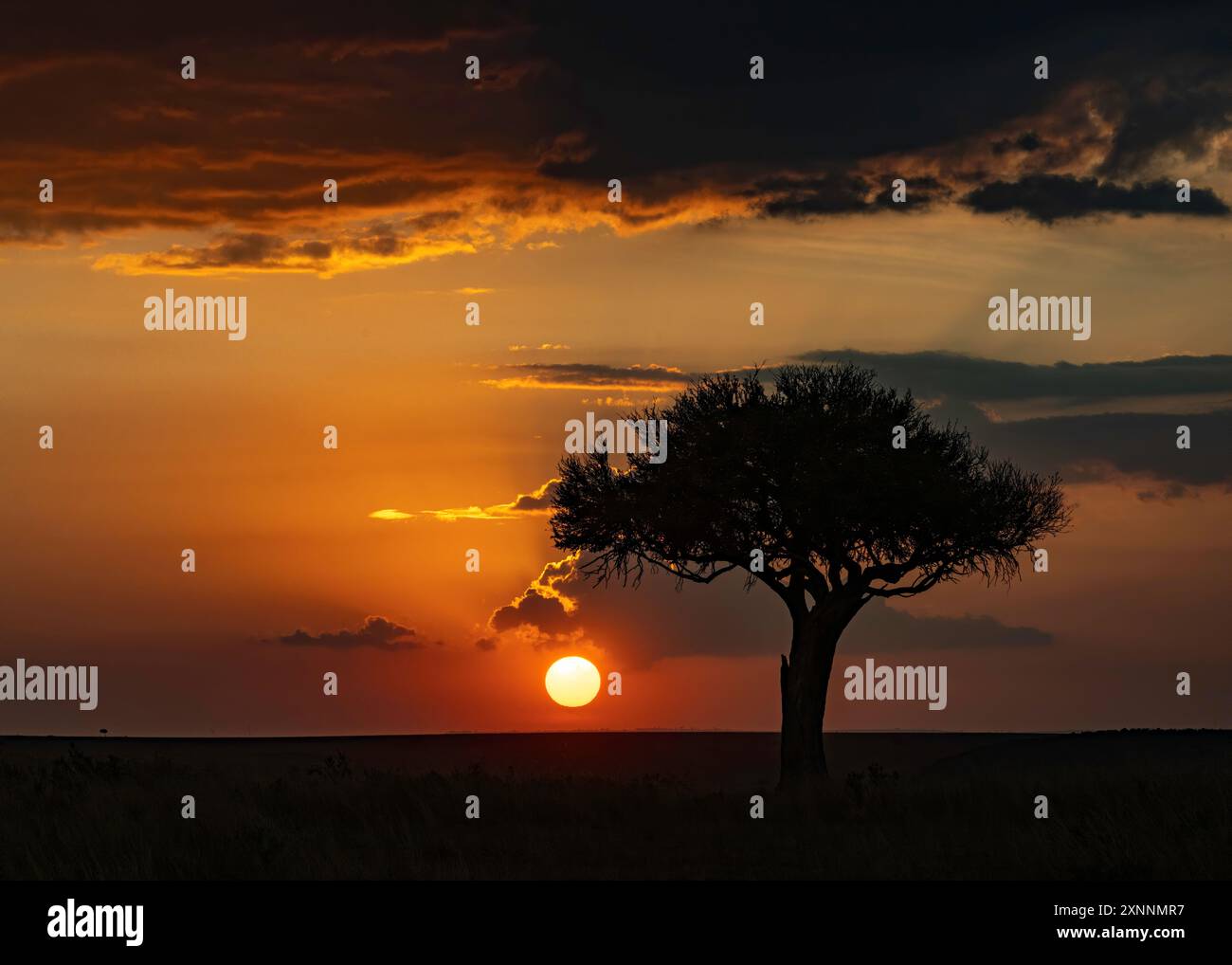 Maasai Mara, Kenya Silhouette at sunset, Africa Stock Photo - Alamy