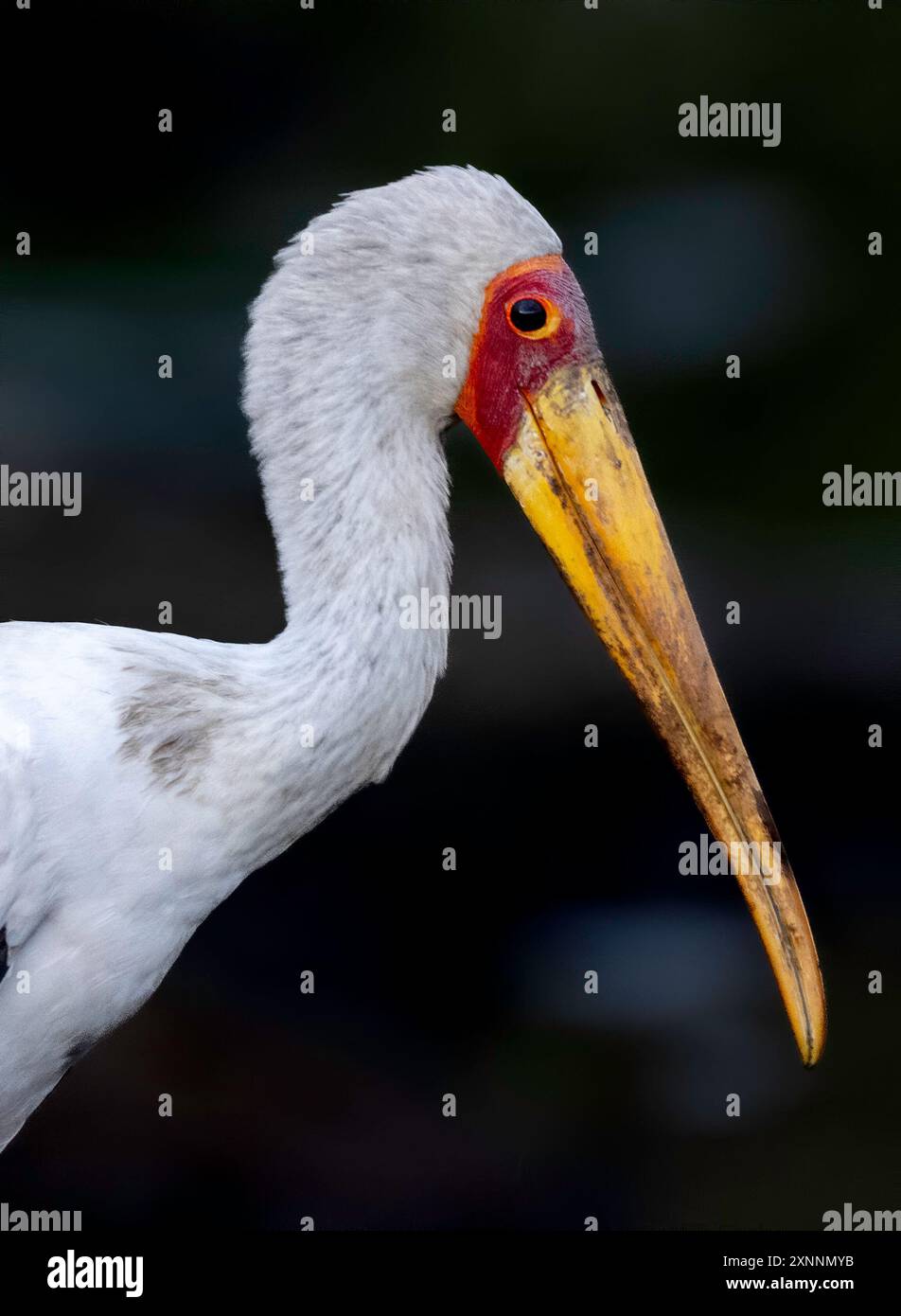 The yellow-billed stork portrait (Mycteria ibis), sometimes also called ...