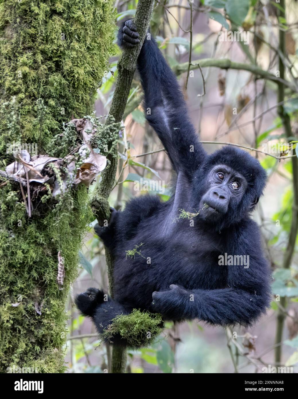 Juvenile mountain gorilla (Gorilla beringei beringei) is one of the two subspecies of the ...