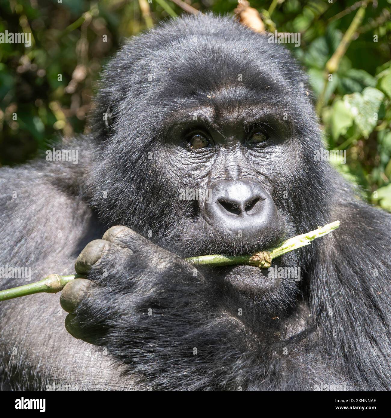 The mother mountain gorilla (Gorilla beringei beringei) is one of the two subspecies of the ...