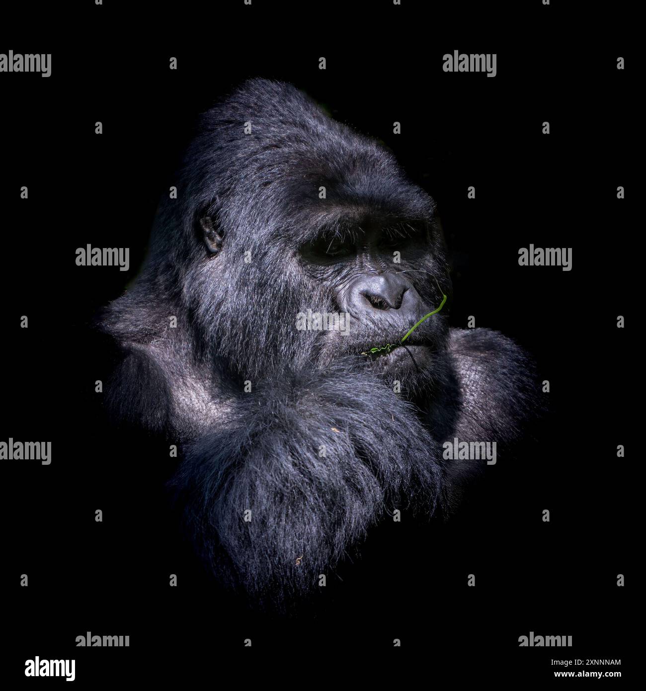 Largest silverback gorilla hi-res stock photography and images - Alamy
