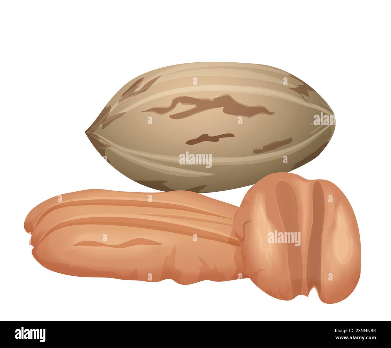 Pecan with brown shell, open whole healthy kernels of nuts in pile ...