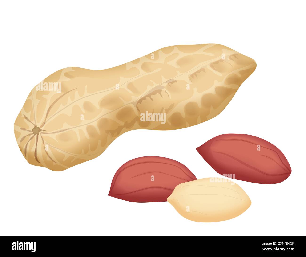 Peanut with skin, whole and peeled nuts group, groundnut seeds set ...