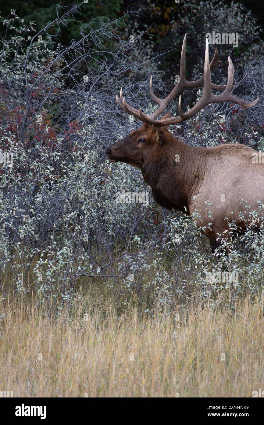Majestic bull elk stands in dense cover of autumn shrubs and dry ...