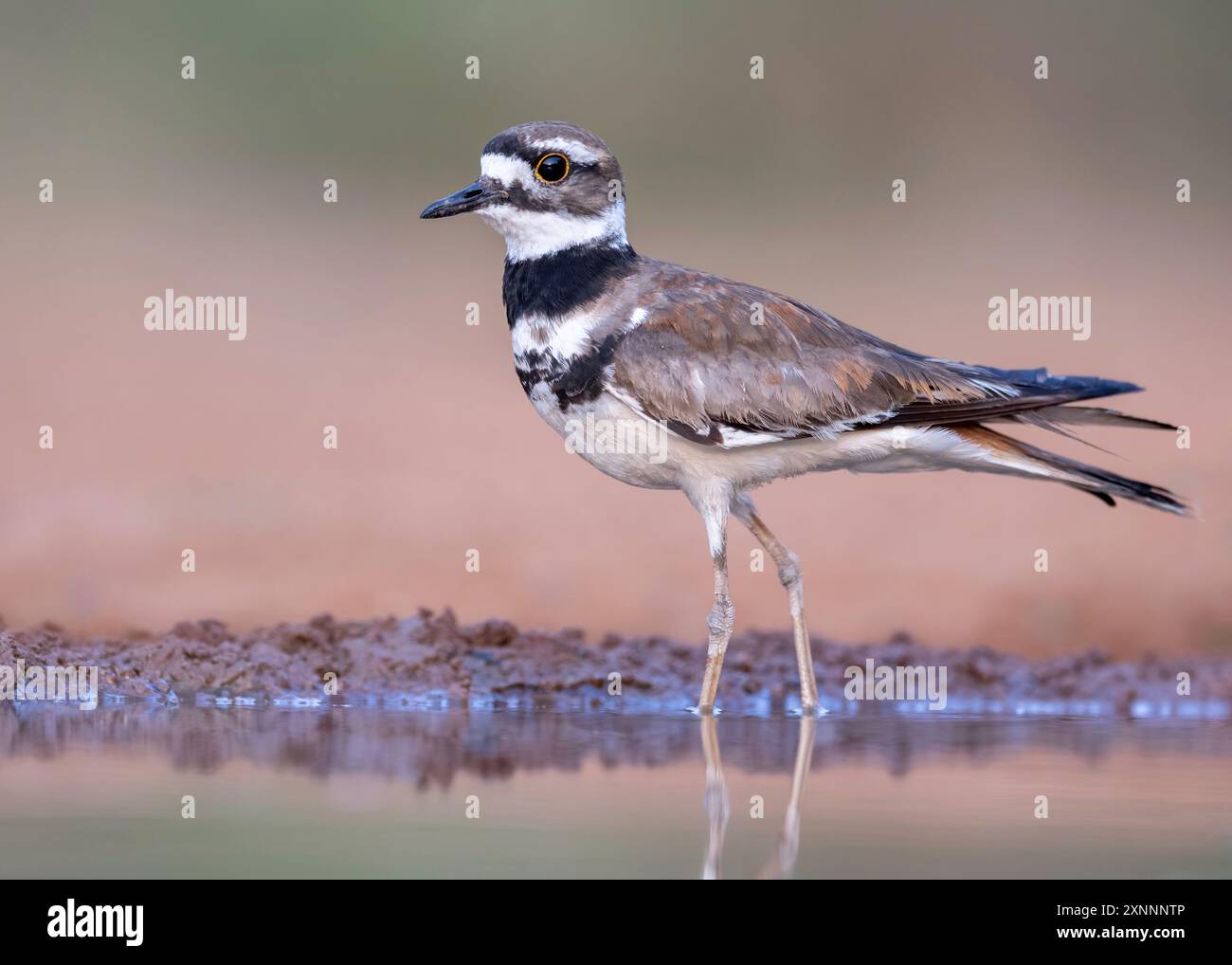 Killdeer (Charadrius vociferus), large plover found in the Americas. It ...