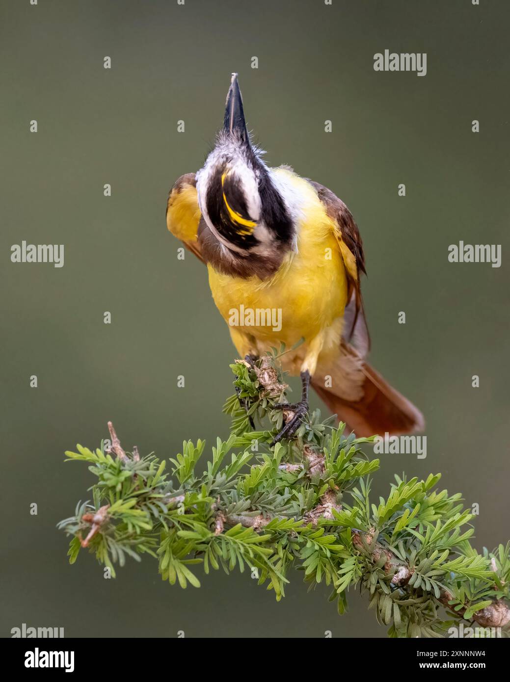 Great Kiskadee (Pitangus sulphuratus) behavior, is a passerine bird in ...