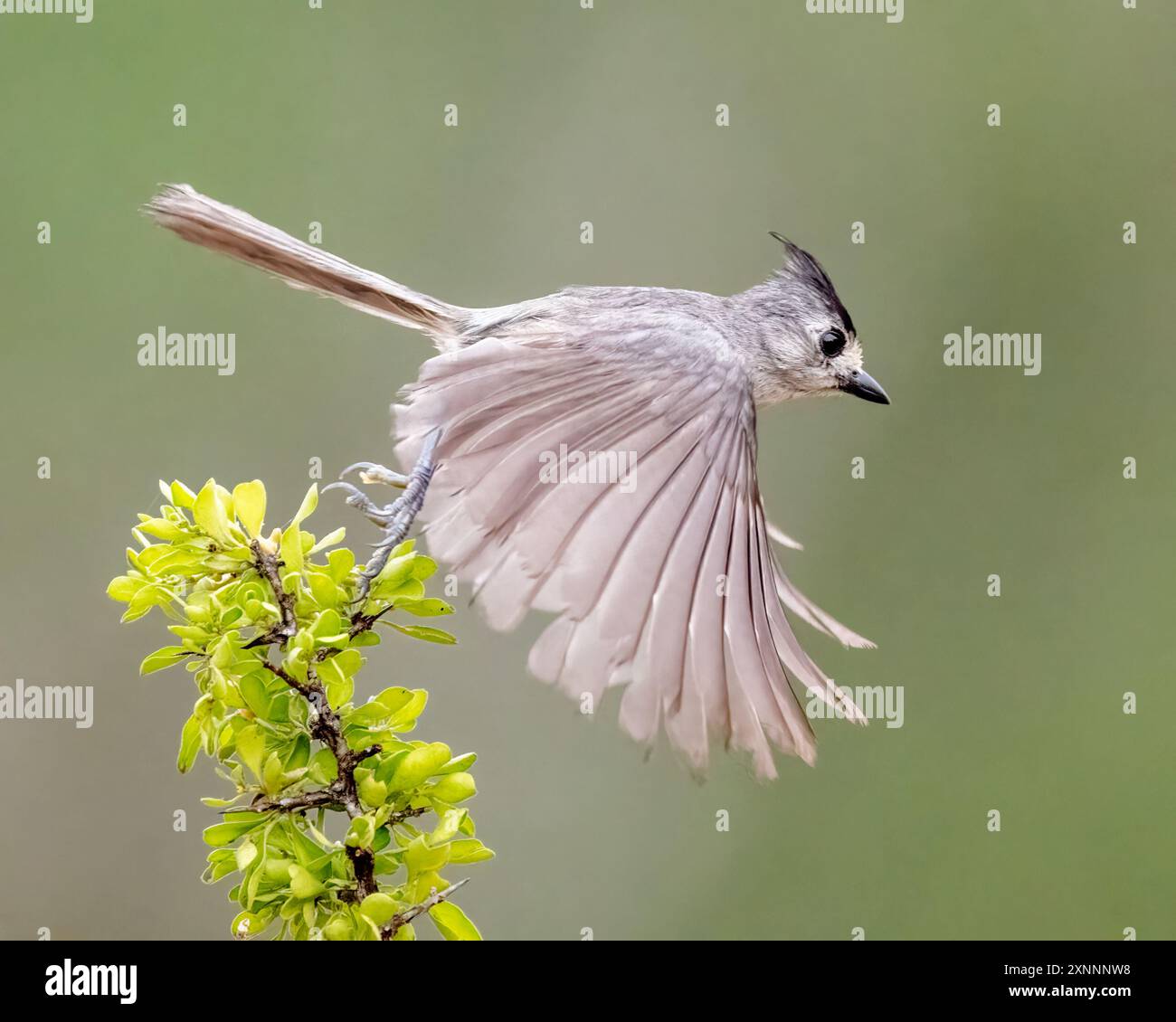 Black-crested Titmouse or Mexican Titmouse (Baeolophus atricristatus ...