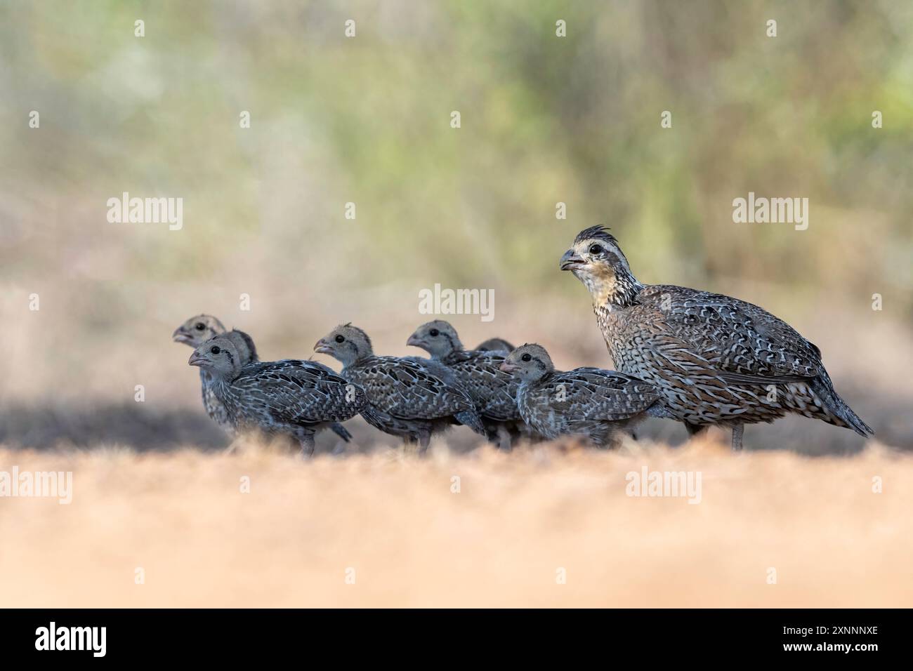 Northern Bobwhite or Virginia quail (Colinus virginianus) with covey of ...