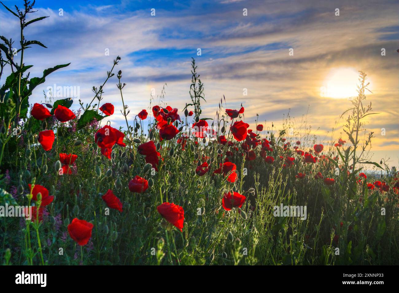 Beautiful red poppies sunset hi-res stock photography and images - Alamy