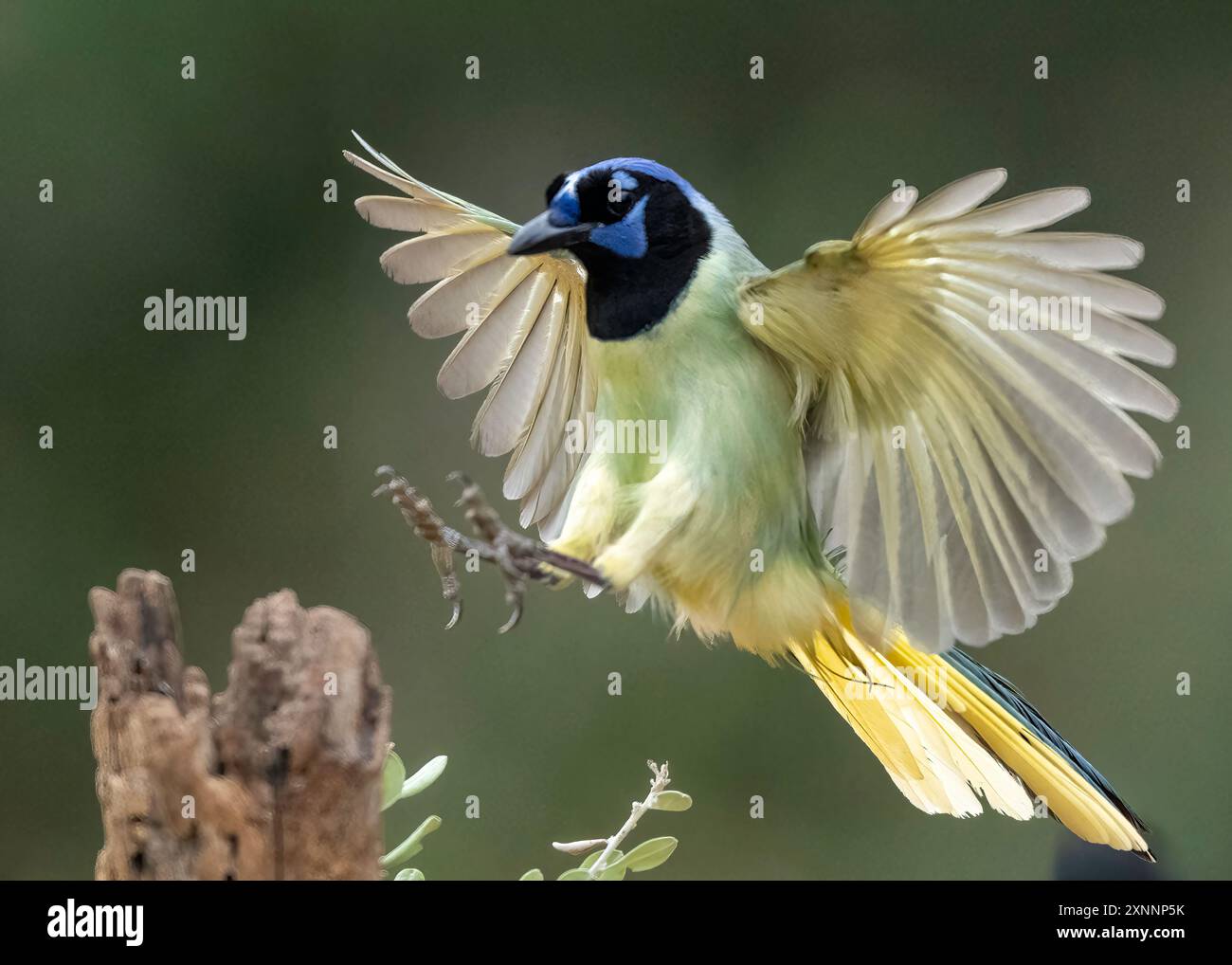 Green Jay (Cyanocorax luxuosus), Santa Clara Ranch, Rio Grande Valley ...