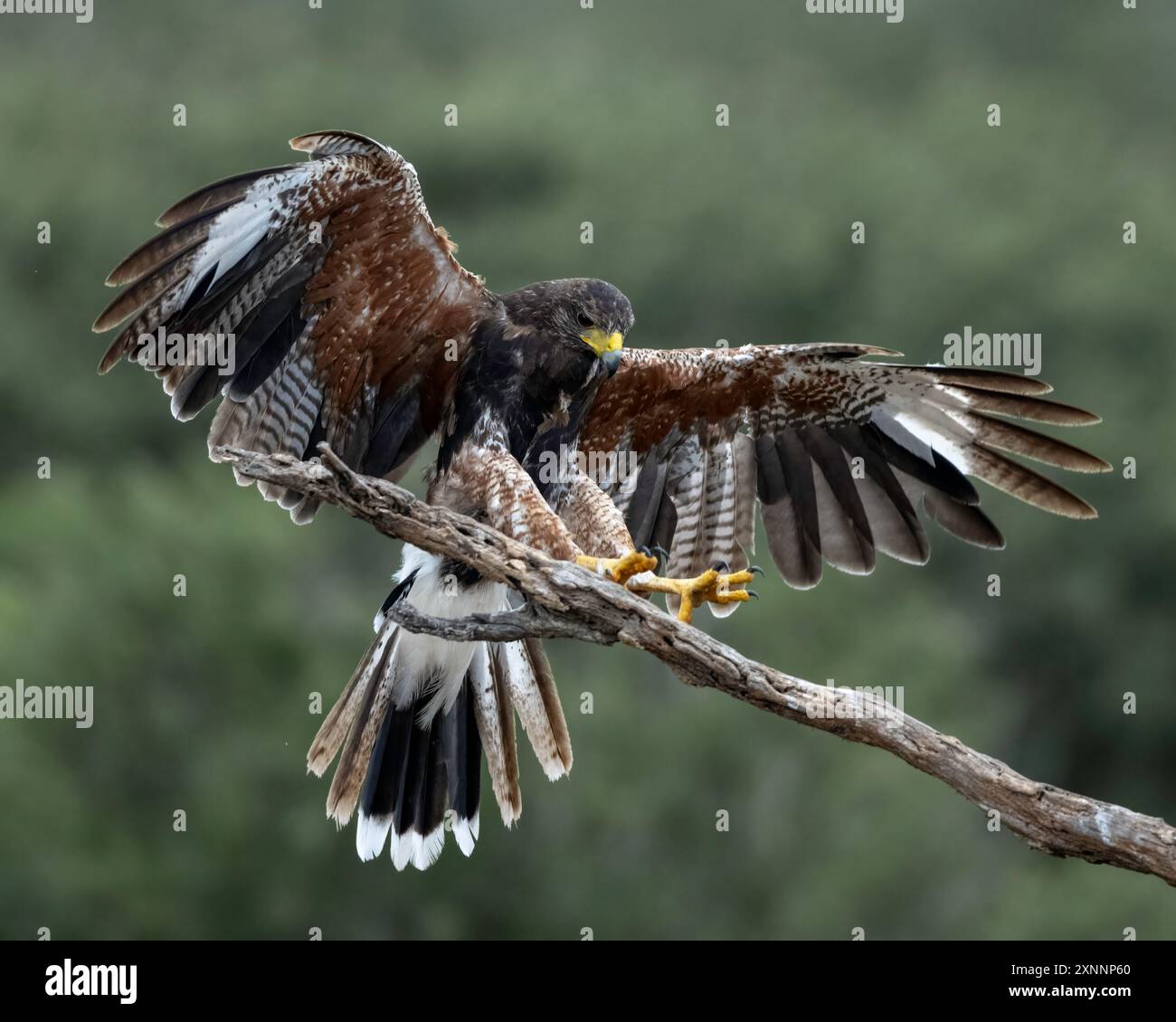 Harris's Hawk (Parabuteo unicinctus), Rio Grande Valley, South Texas ...
