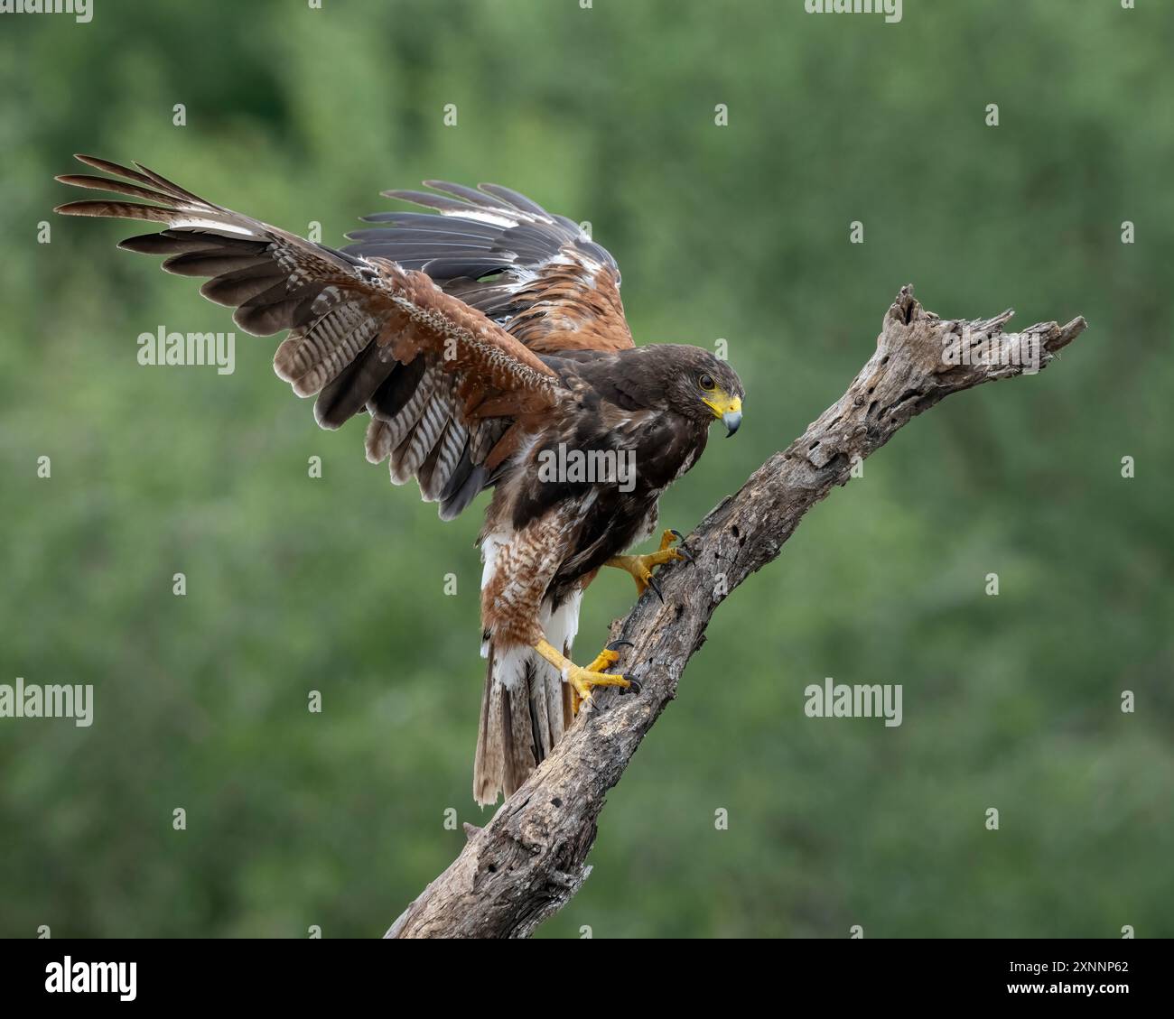 Harris's Hawk (Parabuteo unicinctus), Rio Grande Valley, South Texas ...