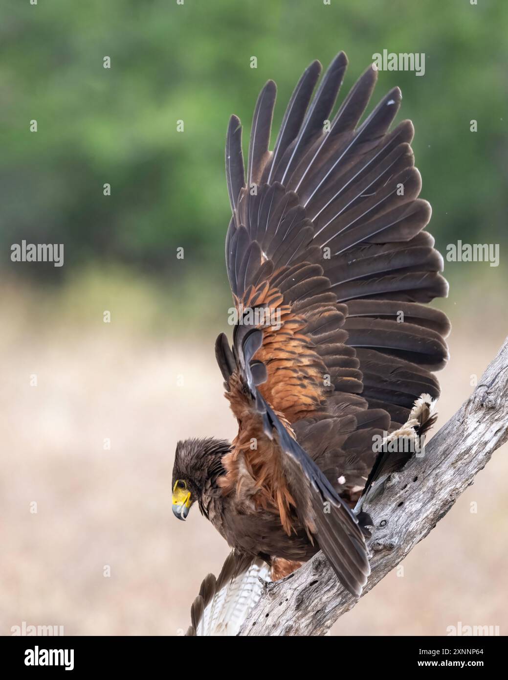 Harris's Hawk (Parabuteo unicinctus), Rio Grande Valley, South Texas ...