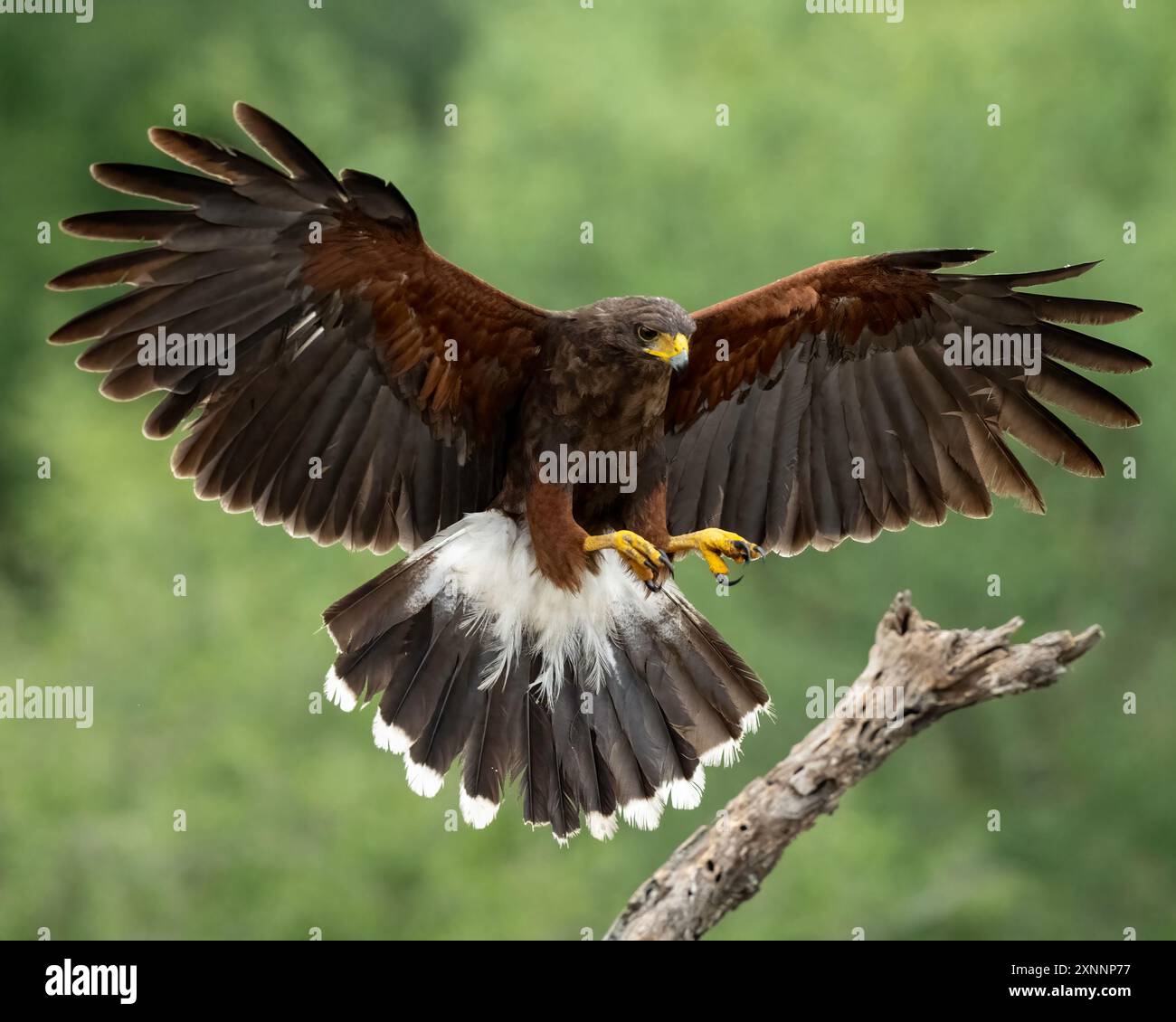 Harris's Hawk (Parabuteo unicinctus), Rio Grande Valley, South Texas ...