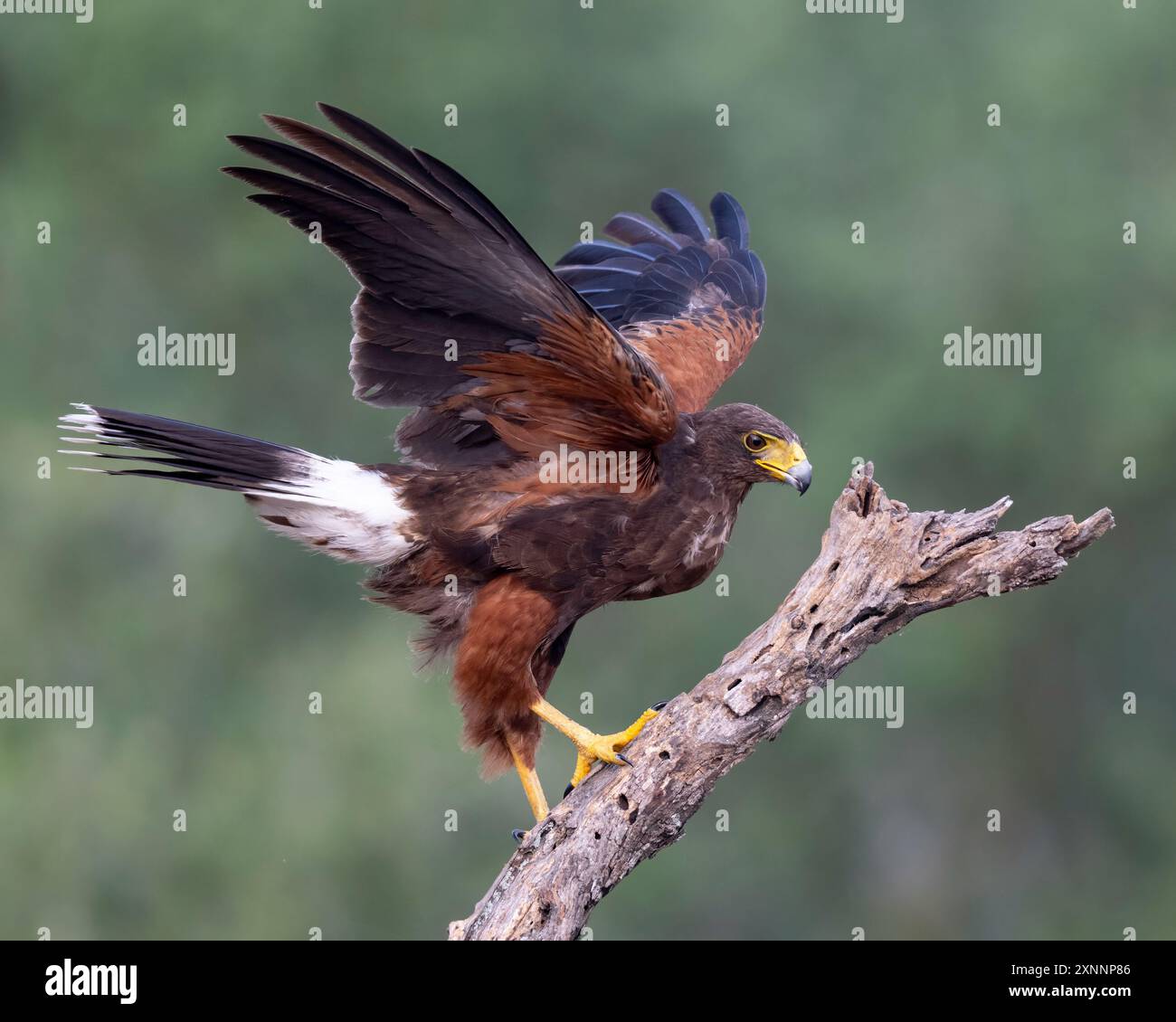 Harris's Hawk (Parabuteo unicinctus), Rio Grande Valley, South Texas ...