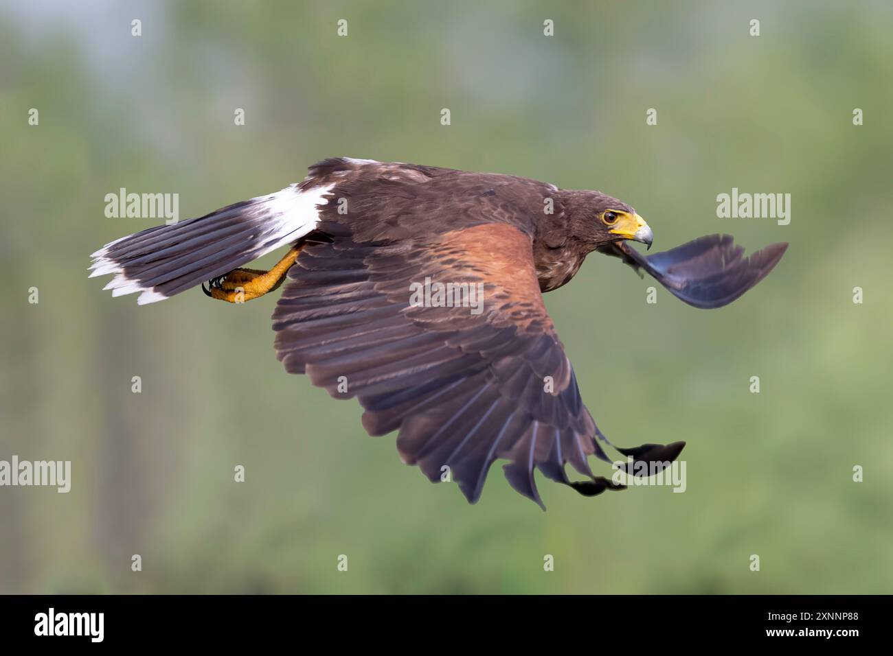 Harris's Hawk (Parabuteo unicinctus), Rio Grande Valley, South Texas ...