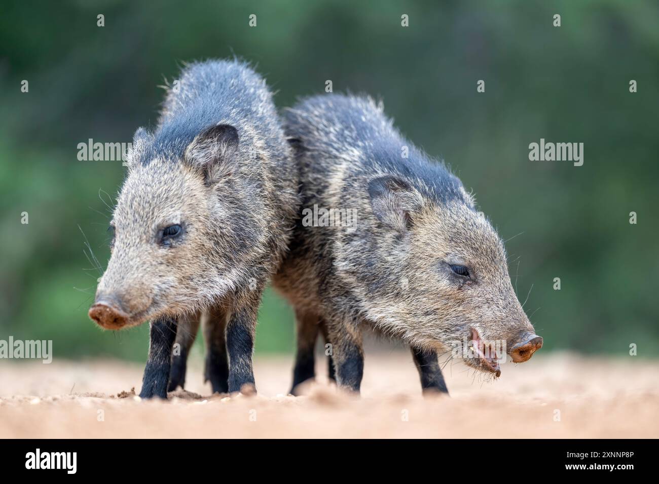 Pig like hi-res stock photography and images - Alamy