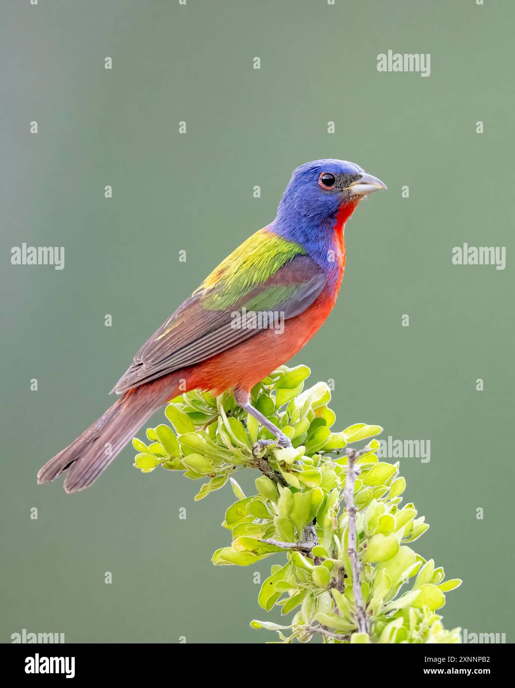Painted Bunting (Passerina ciris), species of bird in the cardinal ...