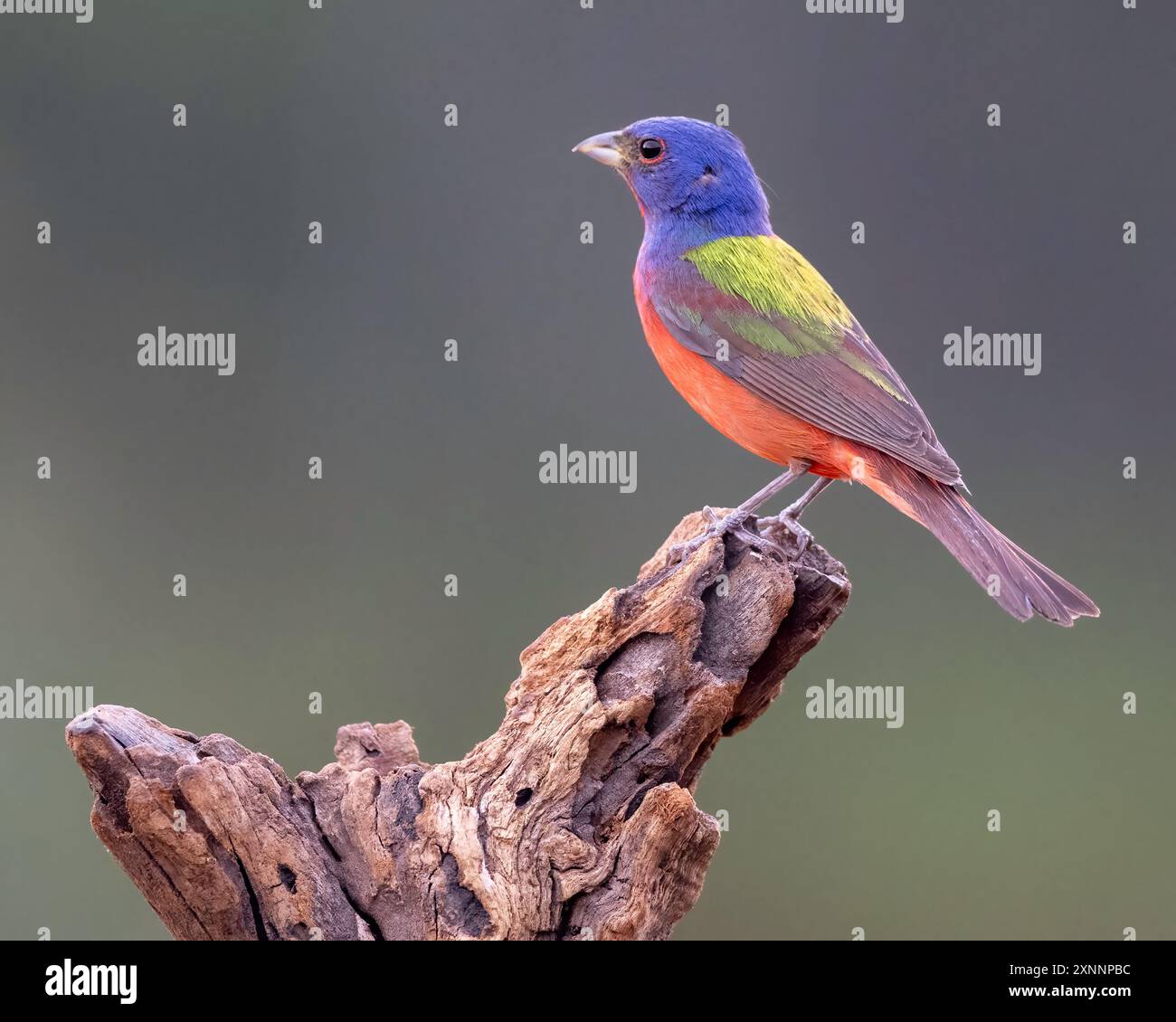 Painted Bunting (Passerina ciris), species of bird in the cardinal ...