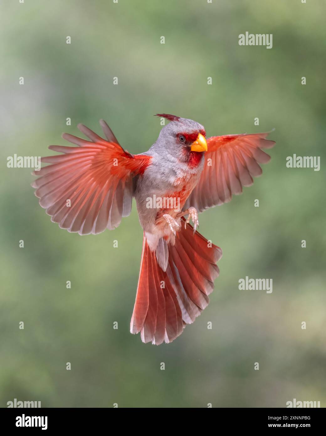 Medium sized bird with rounded wings and a crest hi-res stock ...