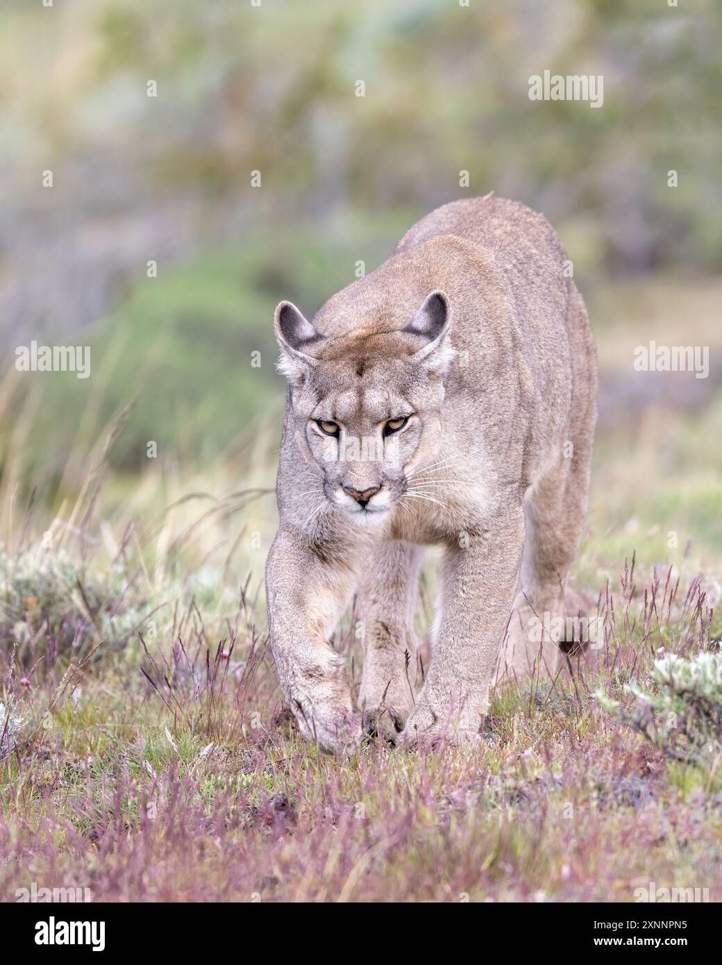 Puma, Mountain Lion, Cougar, Panther, catamount (Puma concolor), Torres ...