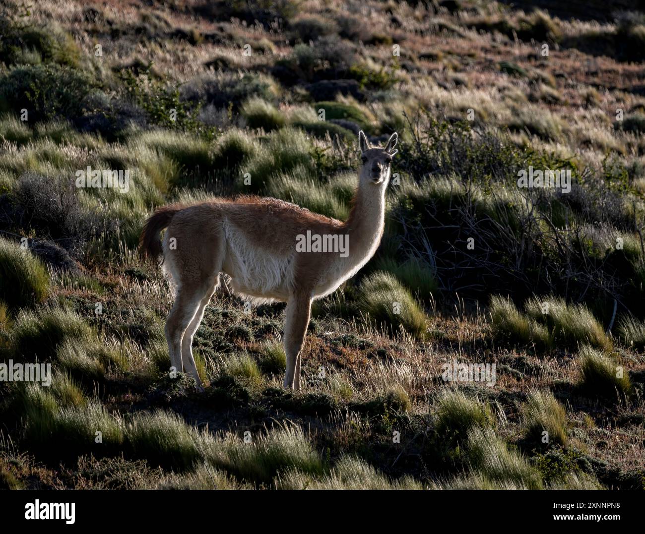 The guanaco (Lama guanicoe) is a camelid native to South America ...