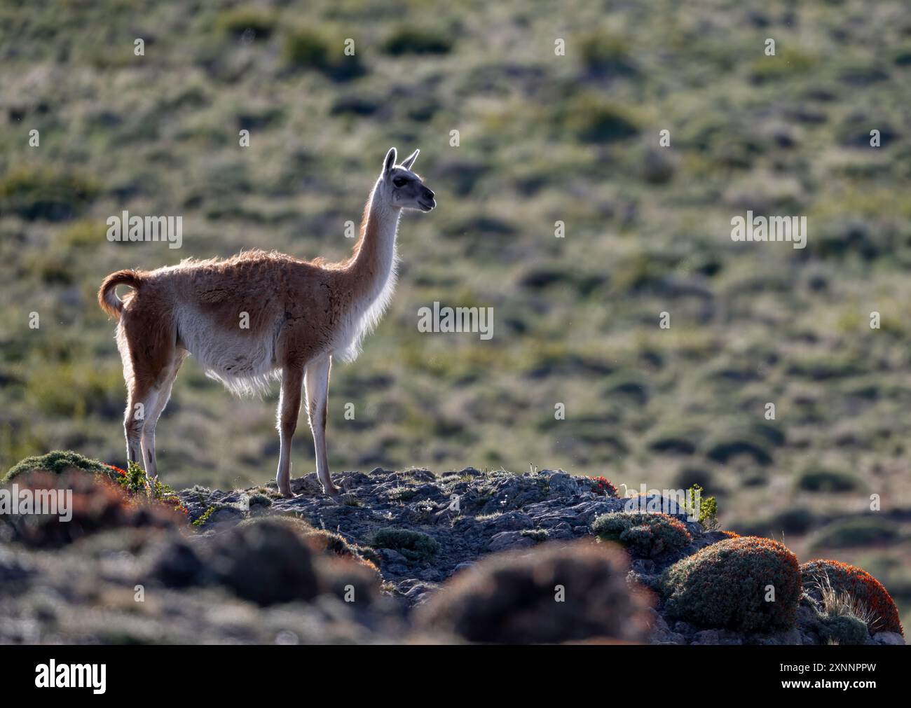 The guanaco (Lama guanicoe) is a camelid native to South America ...